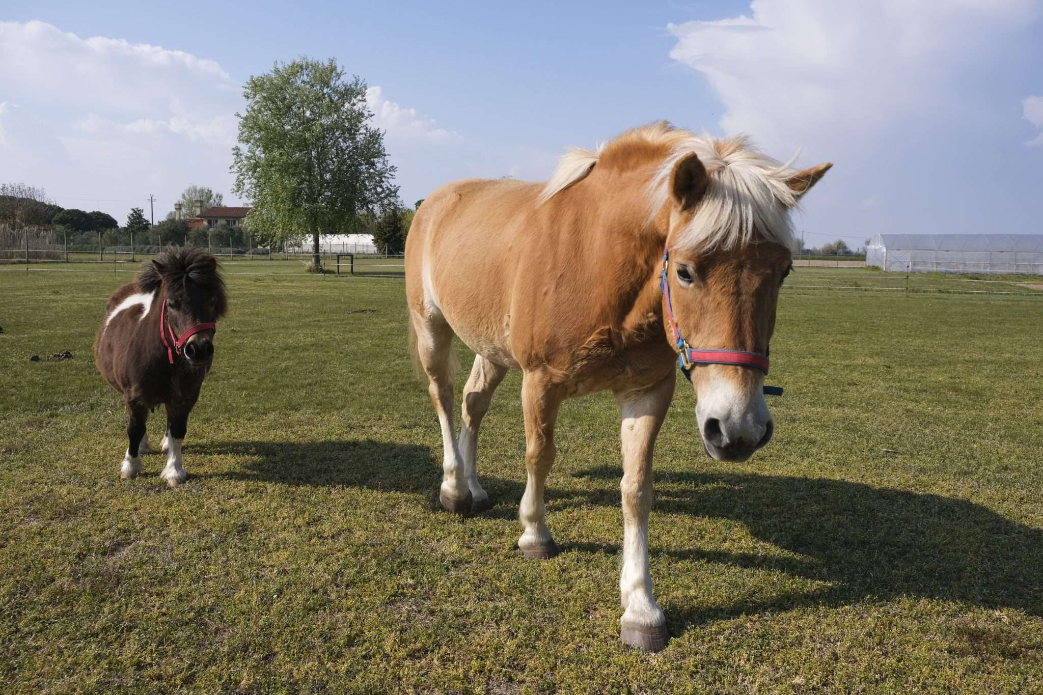 Spring at the Junior Farm - Junior Family Hotel & Apartments Cavallino ...